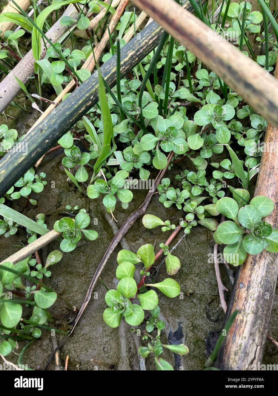 floating primrose-willow (Ludwigia peploides Stock Photo - Alamy
