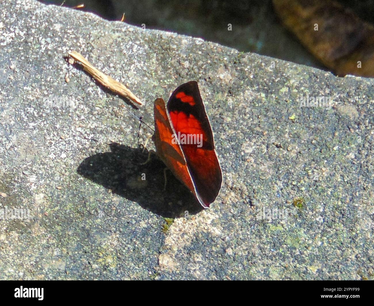 Flamingo Leafwing (Fountainea ryphea Stock Photo - Alamy