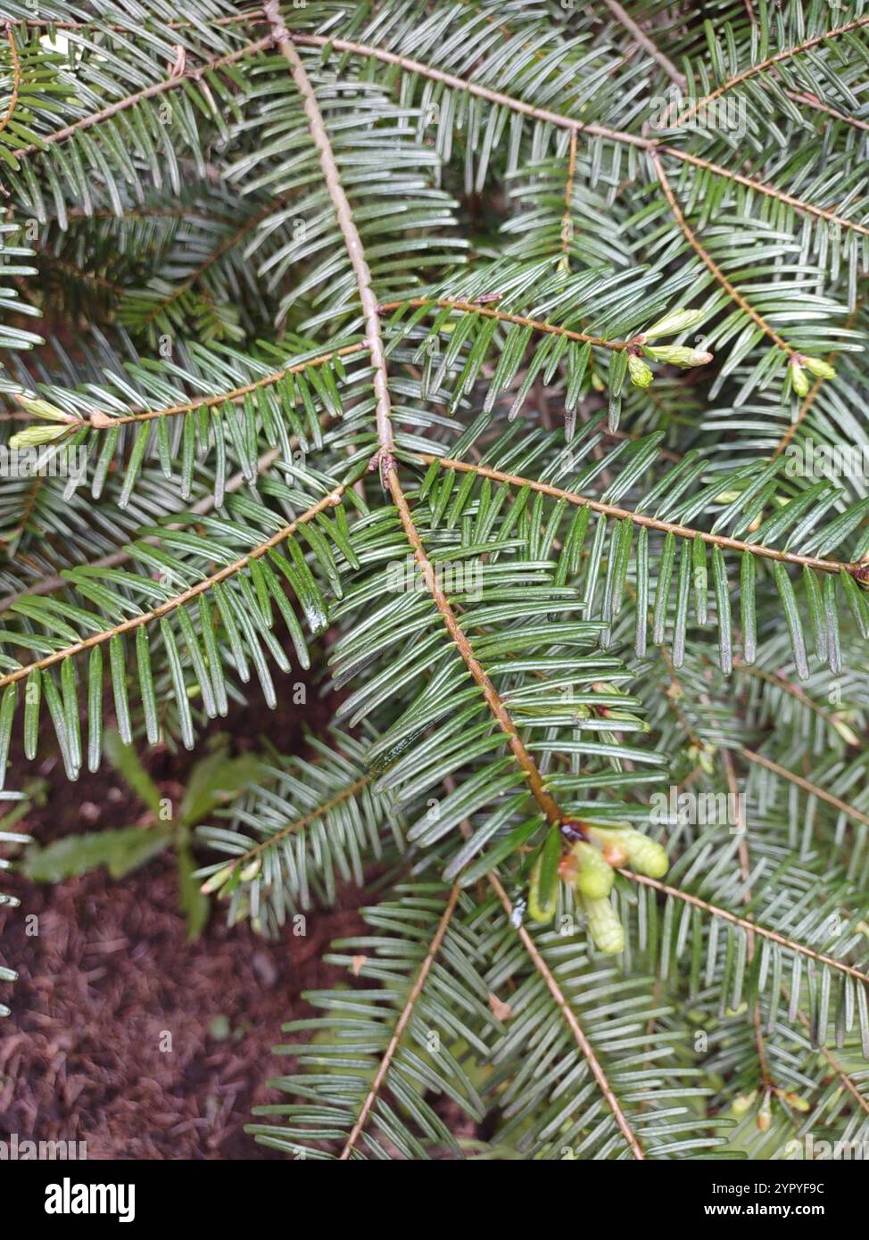 grand fir (Abies grandis Stock Photo - Alamy