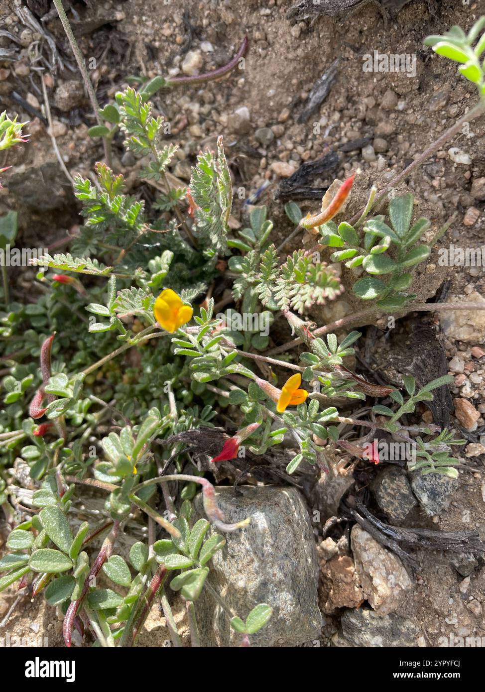 Strigose lotus hi-res stock photography and images - Alamy