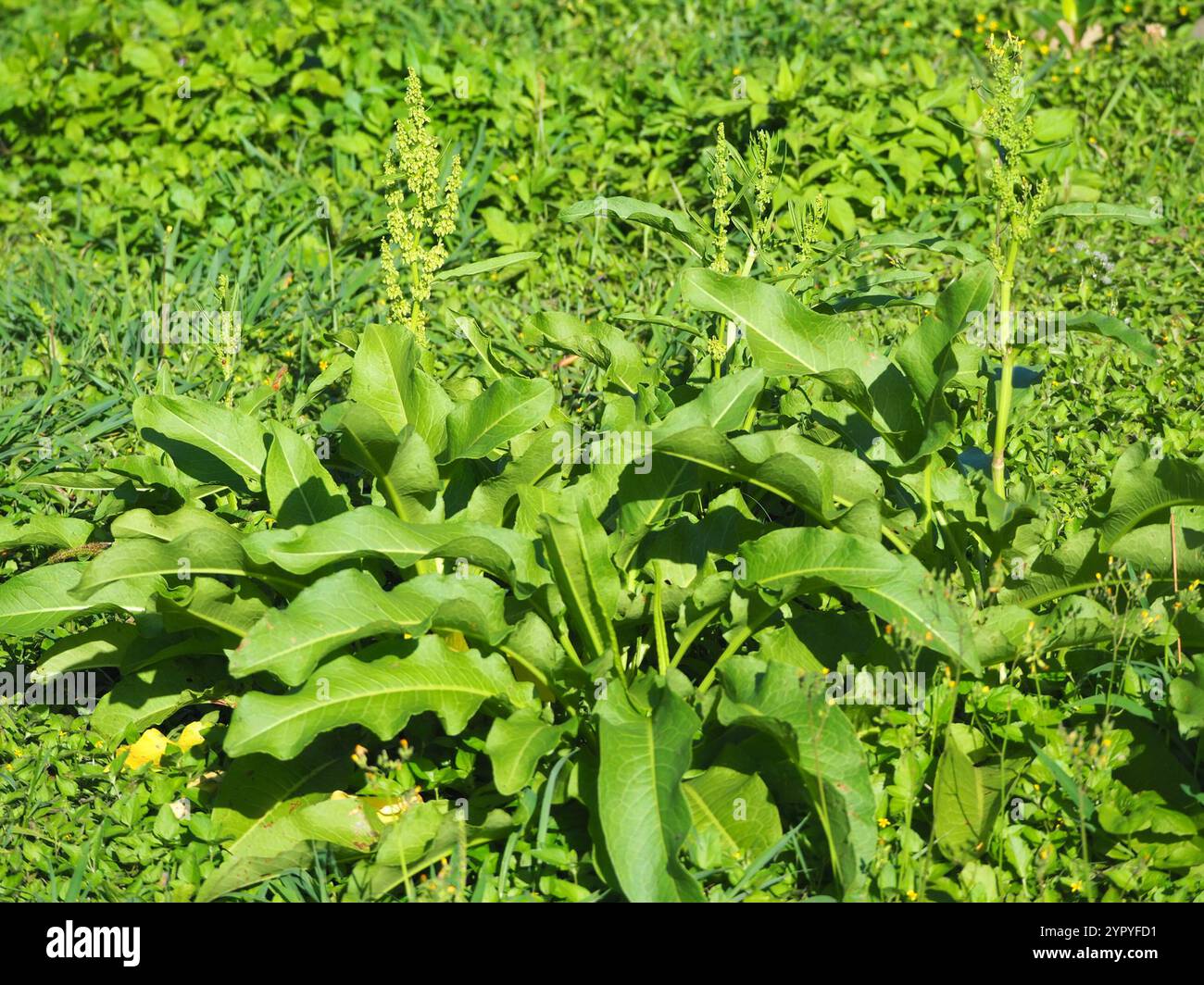Japanese Dock (Rumex japonicus Stock Photo - Alamy