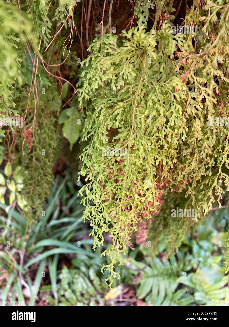 Hymenophyllum pulcherrimum hi-res stock photography and images - Alamy