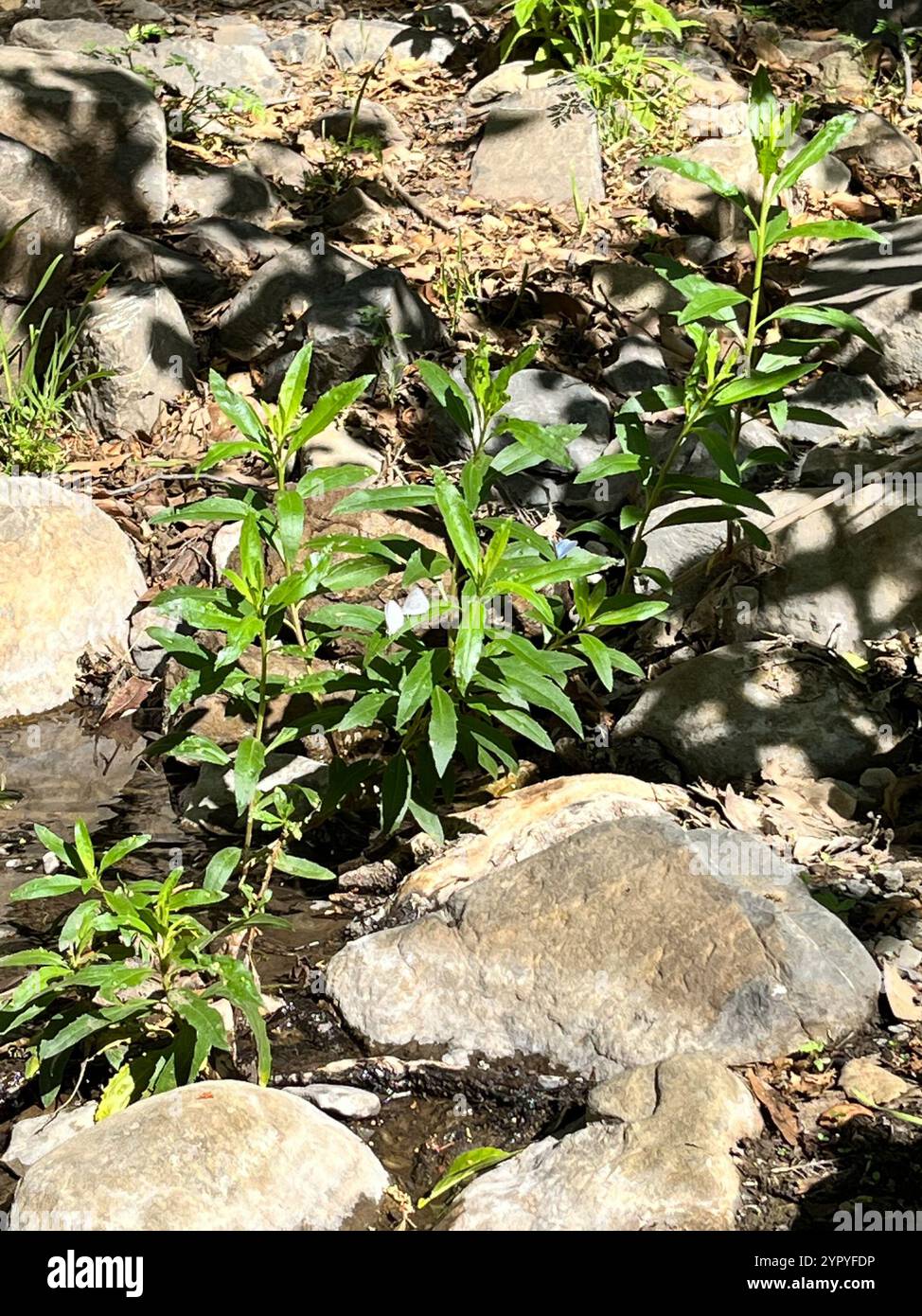 Echo Azure (Celastrina echo Stock Photo - Alamy