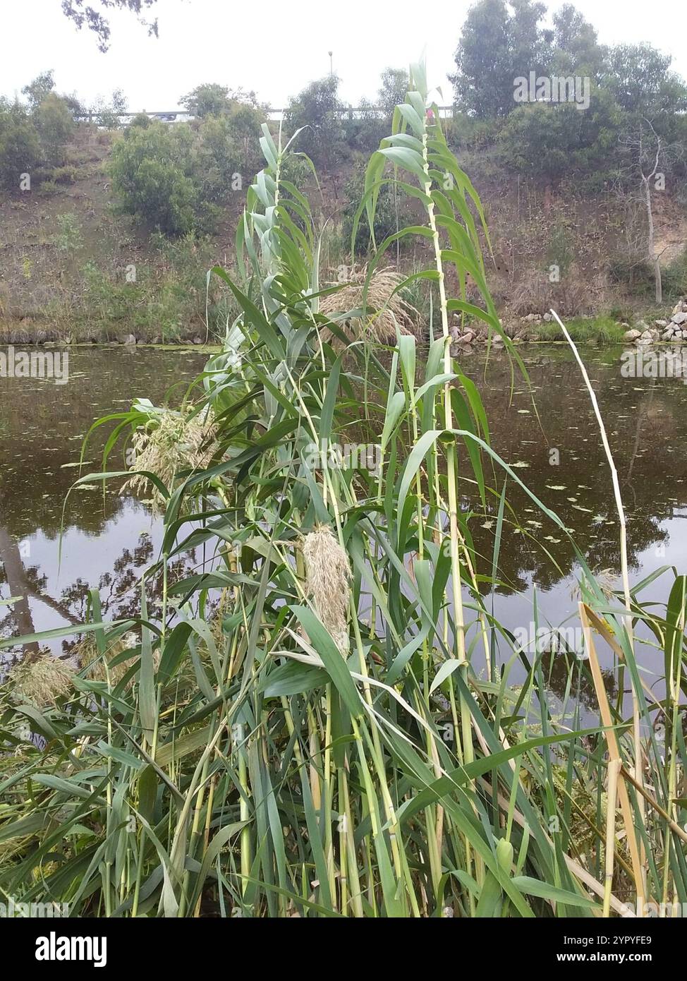 giant reed (Arundo donax Stock Photo - Alamy