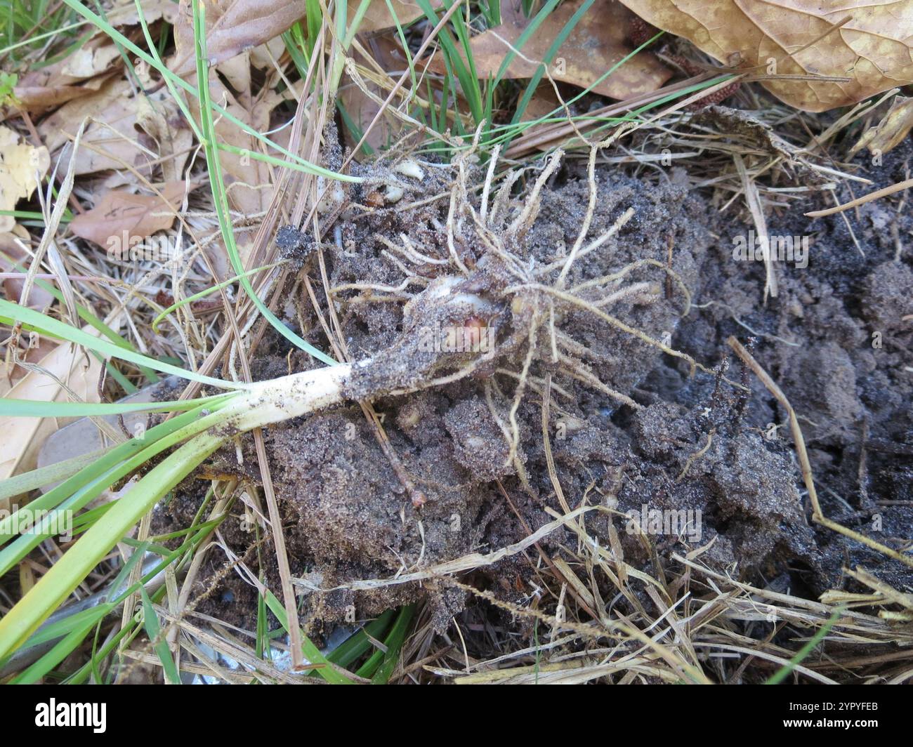 Onion Weed (Nothoscordum gracile Stock Photo - Alamy