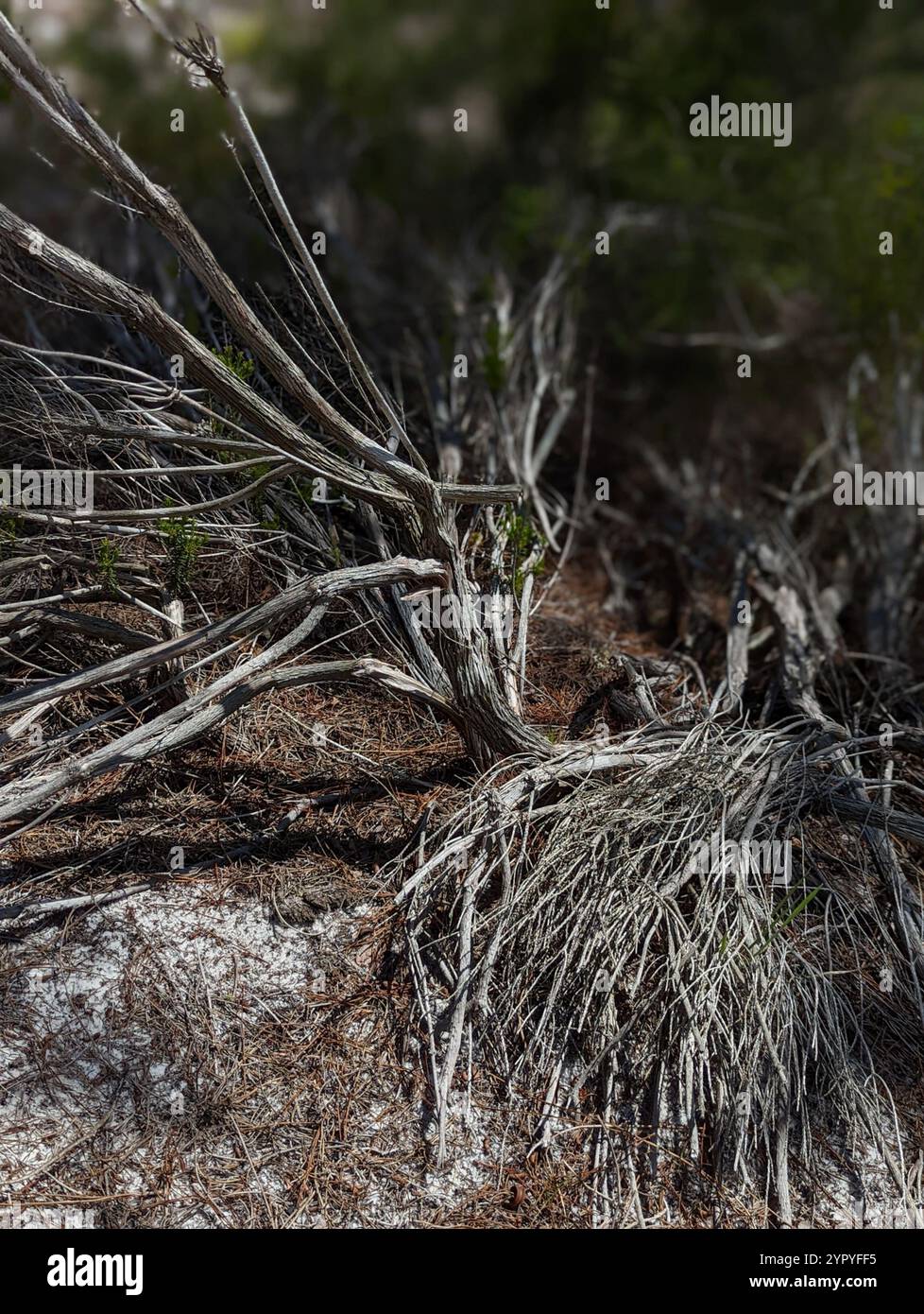 Florida rosemary (Ceratiola ericoides Stock Photo - Alamy