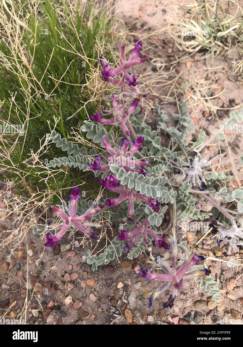 Woolly Locoweed (Astragalus mollissimus Stock Photo - Alamy