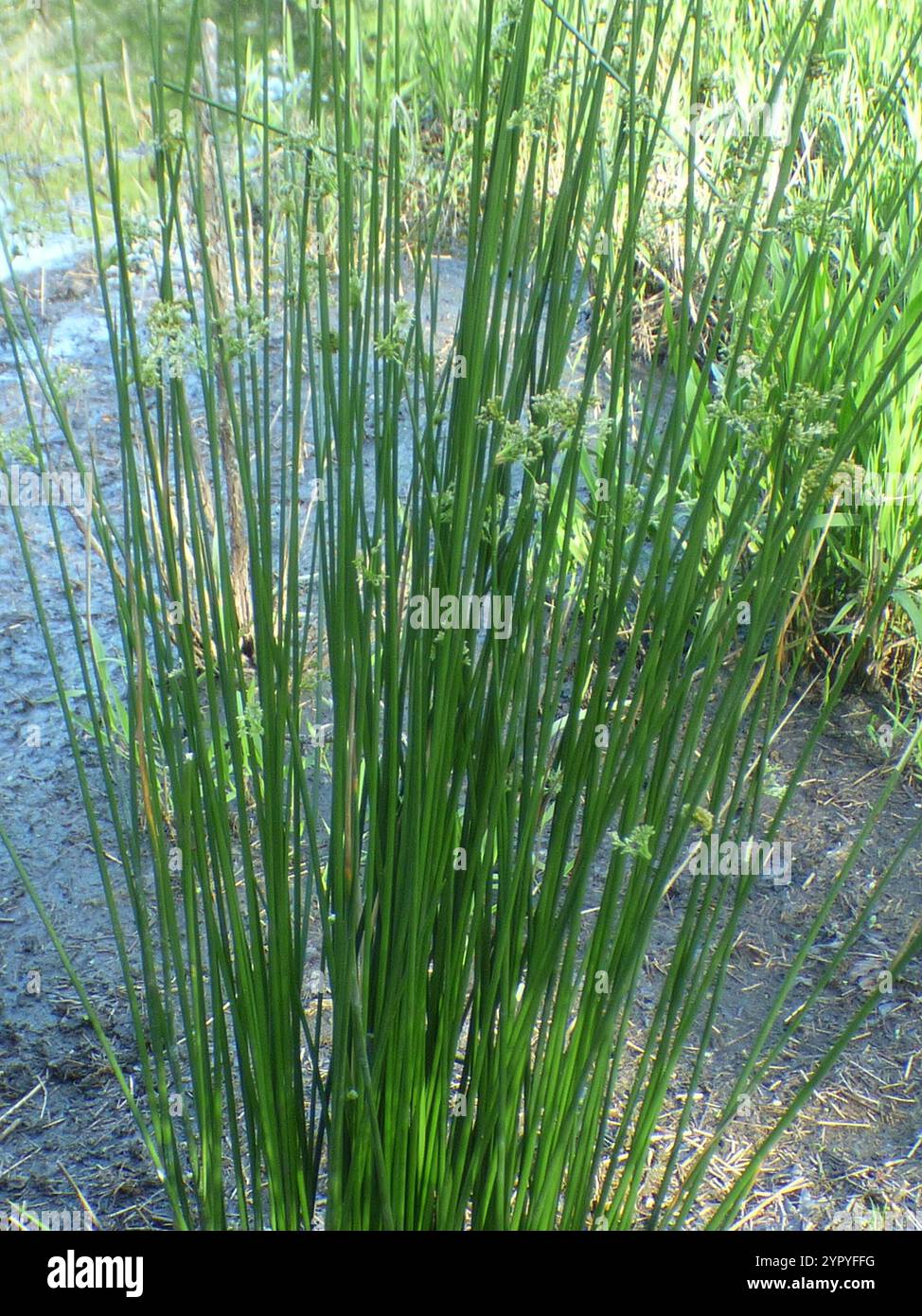 Soft Rush (Juncus effusus Stock Photo - Alamy