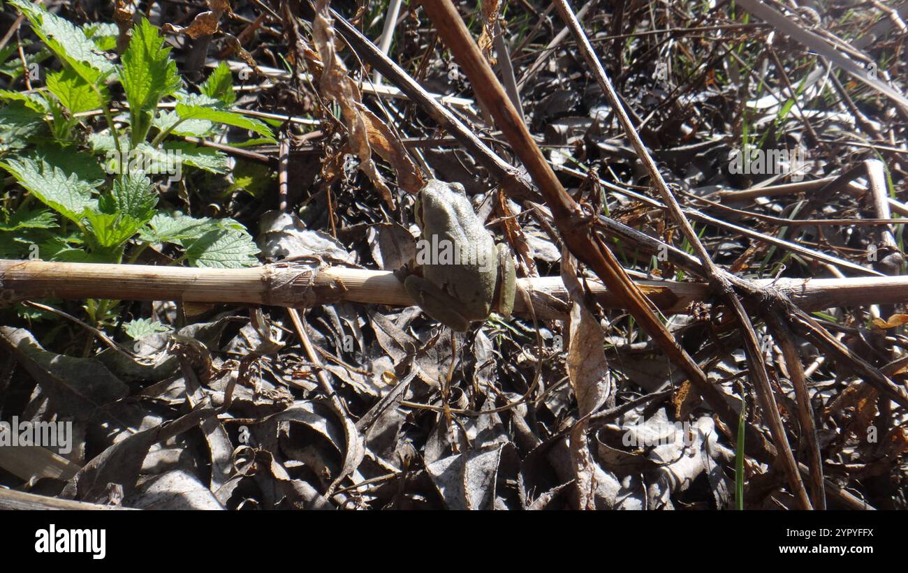 Eastern Tree Frog (Hyla orientalis Stock Photo - Alamy