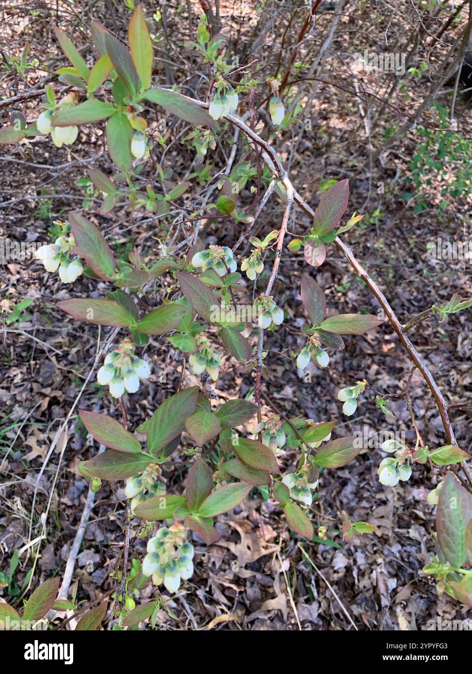 Northern highbush blueberry (Vaccinium corymbosum Stock Photo - Alamy