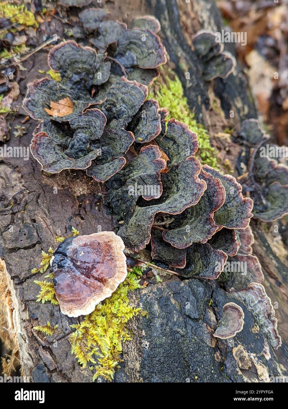 Stereum fasciatum hi-res stock photography and images - Alamy