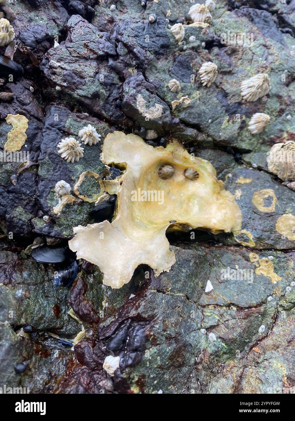 Pacific Oyster (Magallana gigas Stock Photo - Alamy