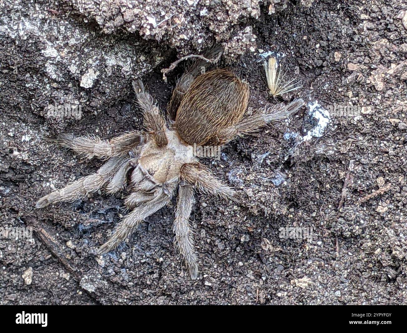Texas Brown Tarantula (Aphonopelma hentzi Stock Photo - Alamy