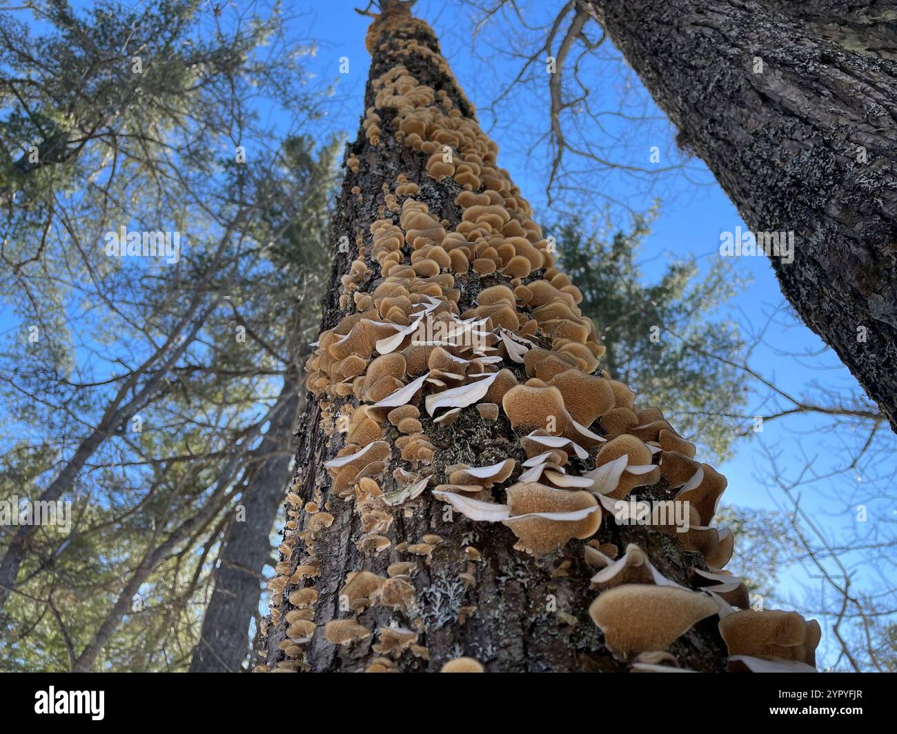 violet-toothed polypore (Trichaptum biforme Stock Photo - Alamy
