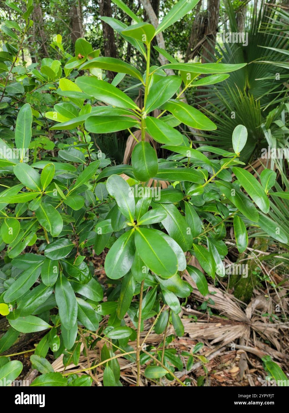 Theaceae family hi-res stock photography and images - Alamy