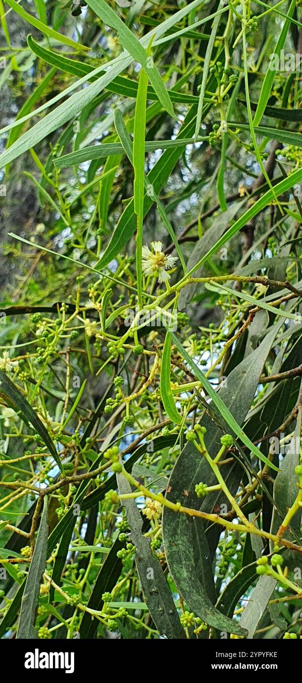 Willow Acacia (Acacia salicina Stock Photo - Alamy