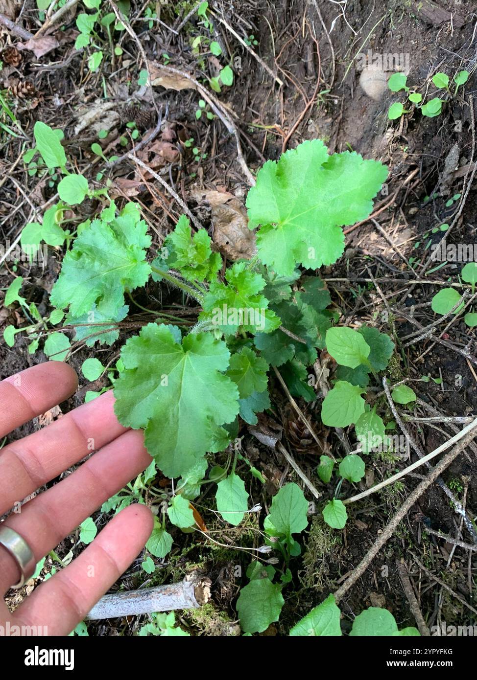 crevice alumroot (Heuchera micrantha Stock Photo - Alamy