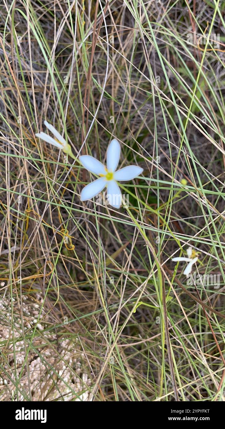 Shortleaf Rose Gentian (Sabatia brevifolia Stock Photo - Alamy