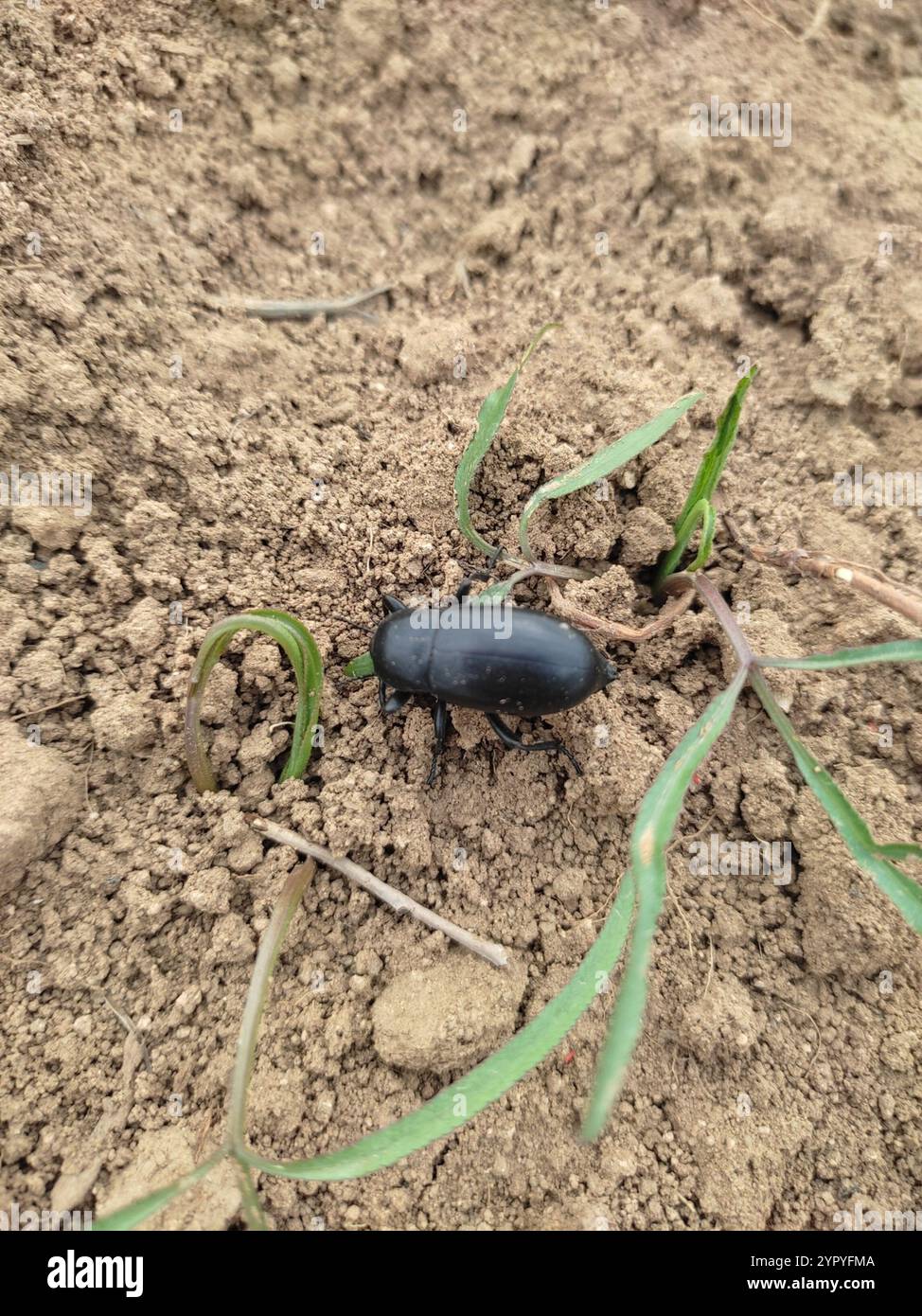 Darkling Beetles (Tenebrionidae Stock Photo - Alamy