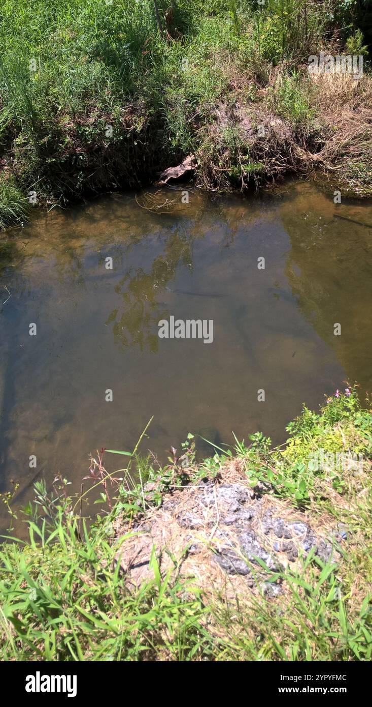 Florida Gar (Lepisosteus platyrhincus Stock Photo - Alamy