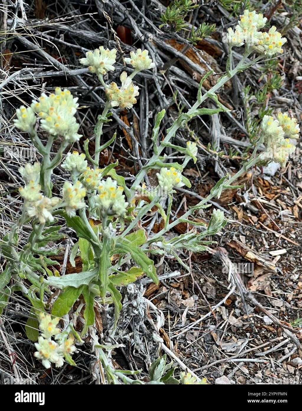 two-color rabbit tobacco (Pseudognaphalium biolettii Stock Photo - Alamy