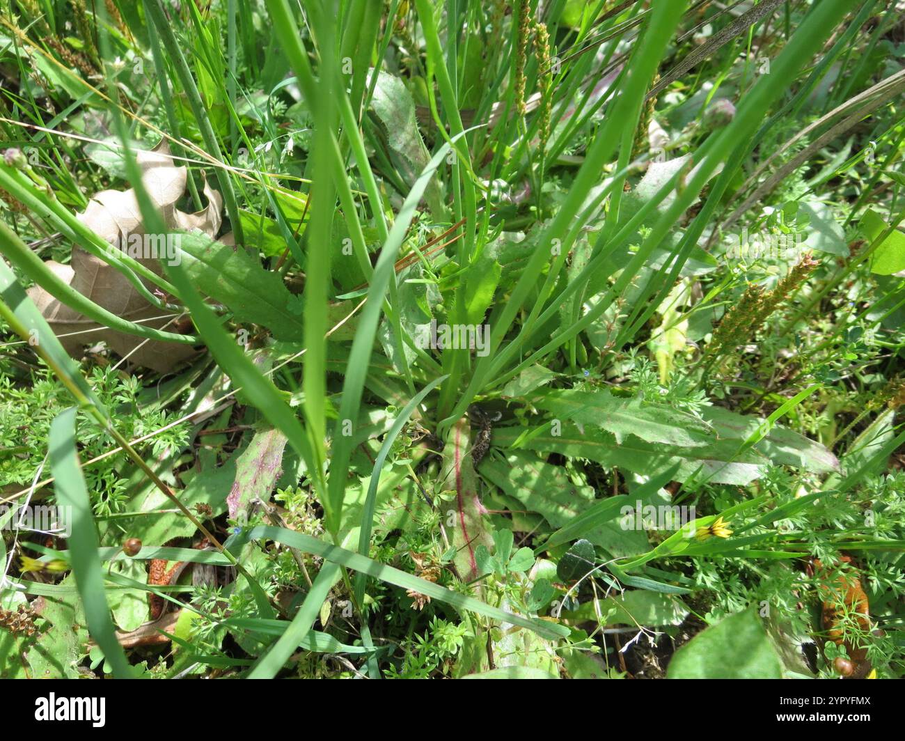 Hypochaeris glabra hi-res stock photography and images - Alamy