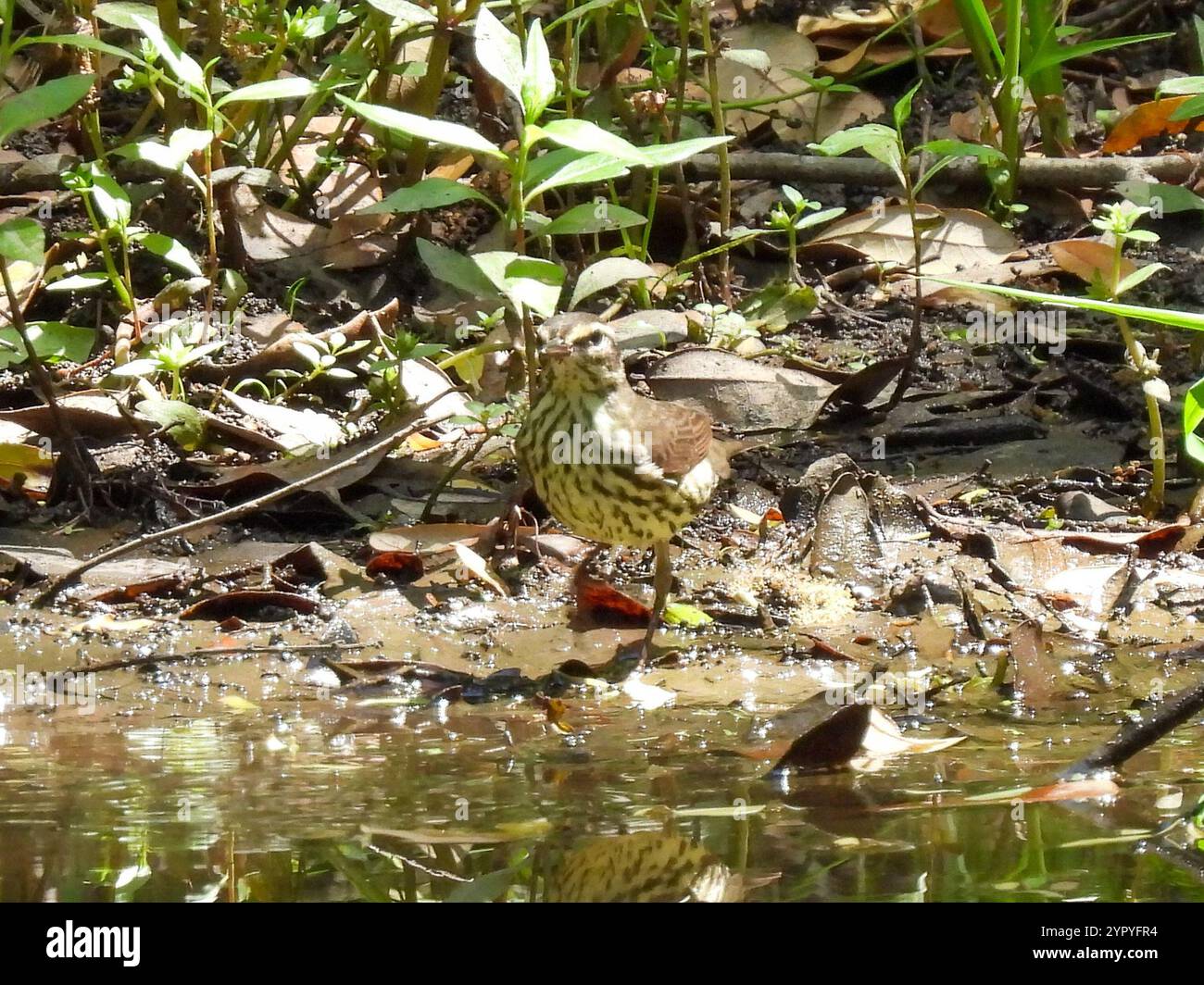 Northern Waterthrush (Parkesia noveboracensis Stock Photo - Alamy