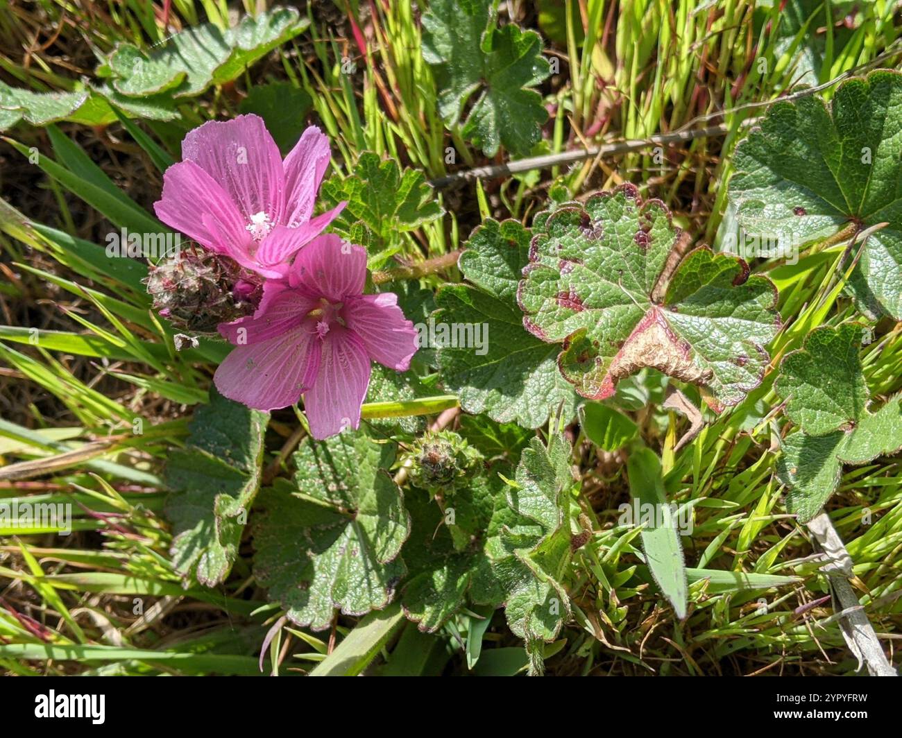 Dwarf Checkerbloom (Sidalcea malviflora malviflora Stock Photo - Alamy