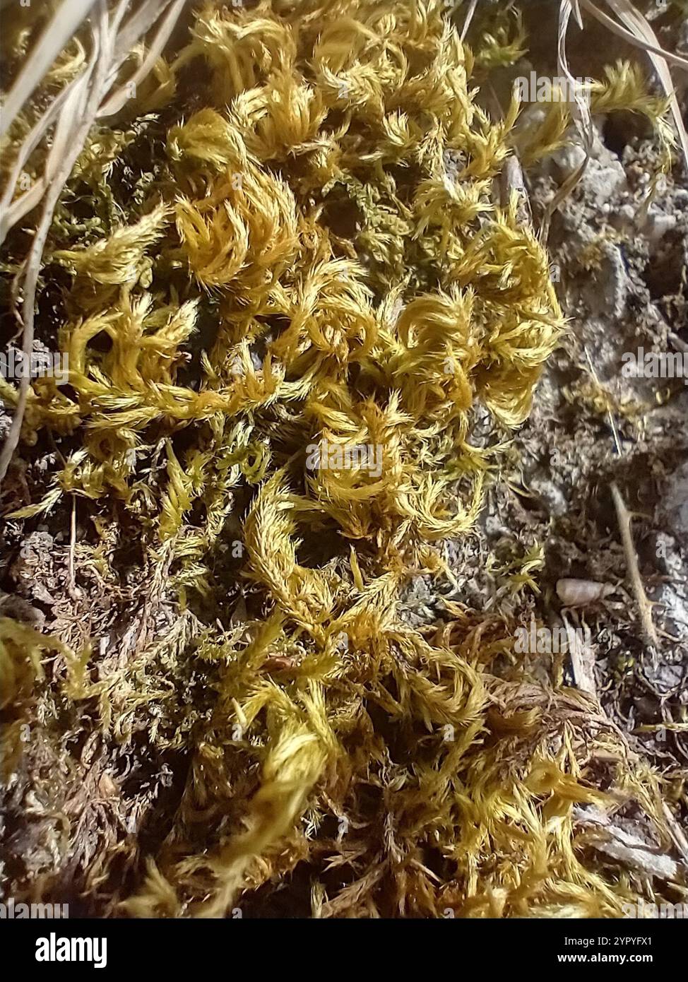 Silky Wall Feather-moss (Homalothecium sericeum Stock Photo - Alamy
