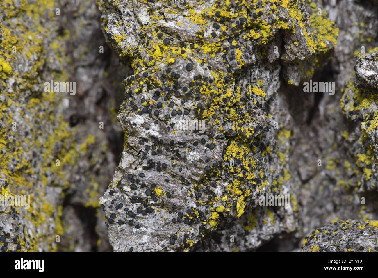 common lichens (Lecanoromycetes Stock Photo - Alamy