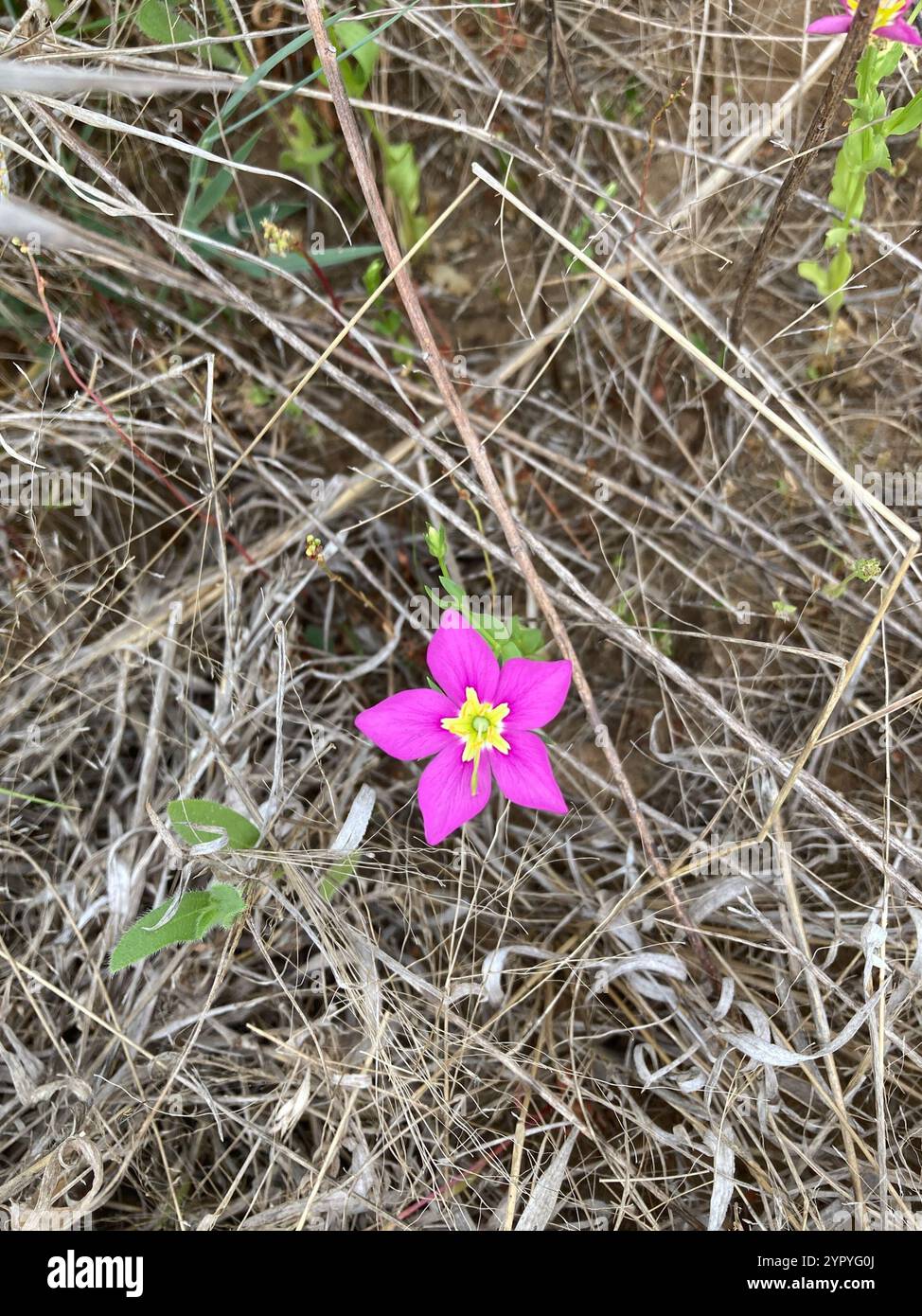 Meadow Pink (Sabatia campestris Stock Photo - Alamy