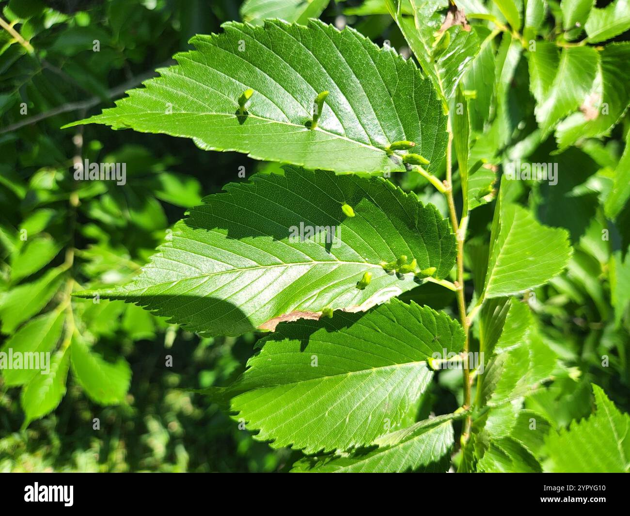 Elm Finger Gall Mite (Aceria parulmi Stock Photo - Alamy