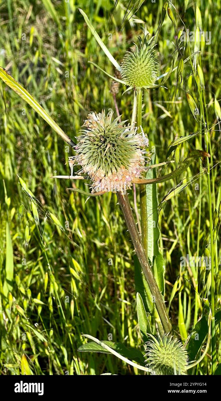 fuller's teasel (Dipsacus sativus Stock Photo - Alamy