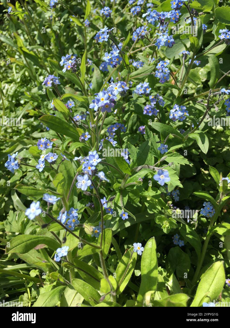 Wood Forget-me-not (Myosotis sylvatica Stock Photo - Alamy