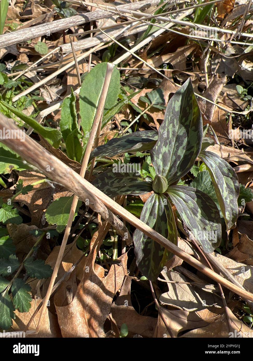 prairie trillium (Trillium recurvatum Stock Photo - Alamy