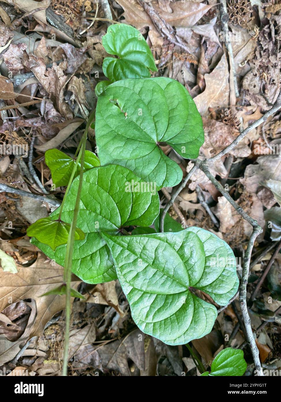 Chinese yam (Dioscorea polystachya Stock Photo - Alamy