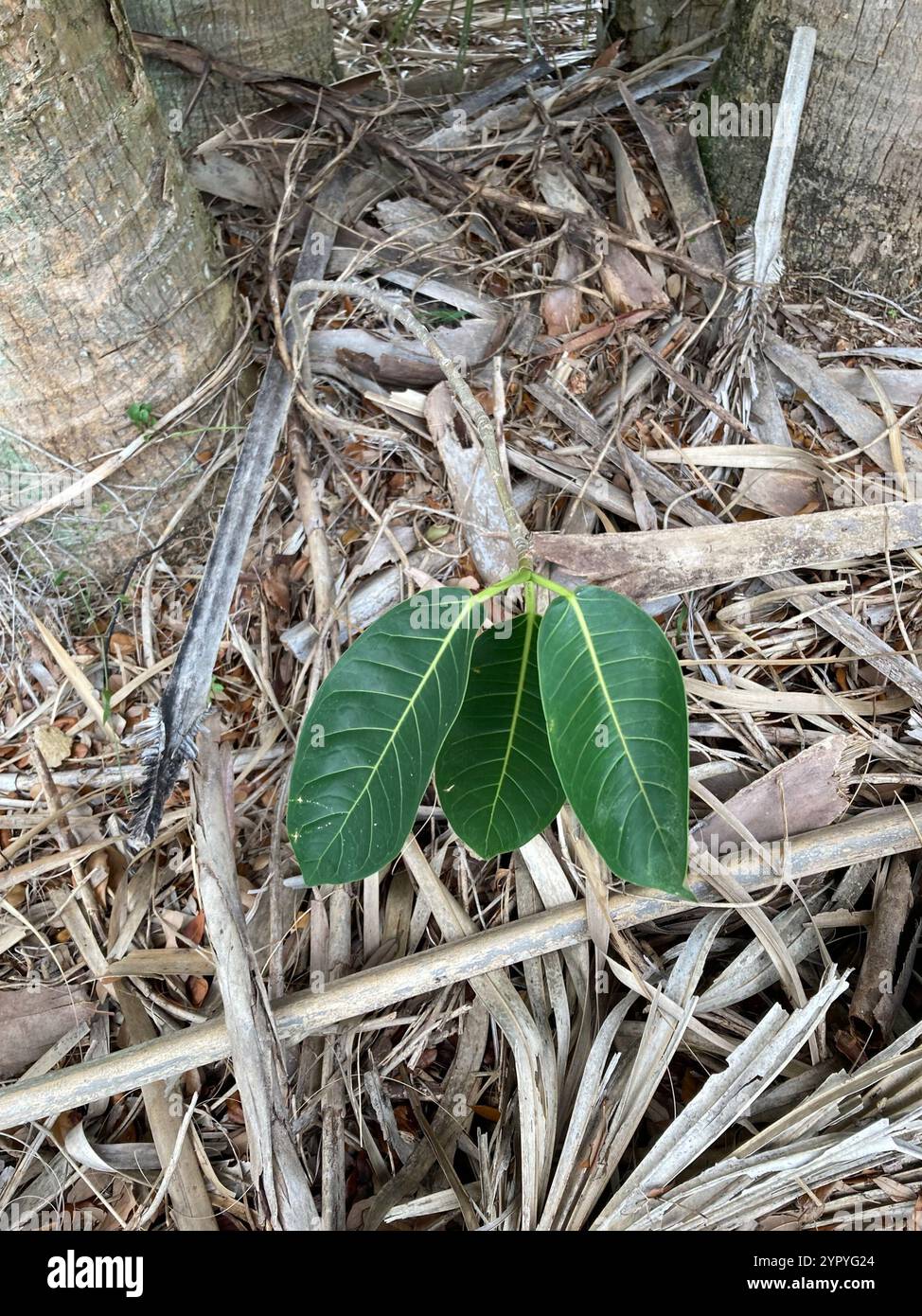 Florida Strangler Fig (Ficus aurea Stock Photo - Alamy