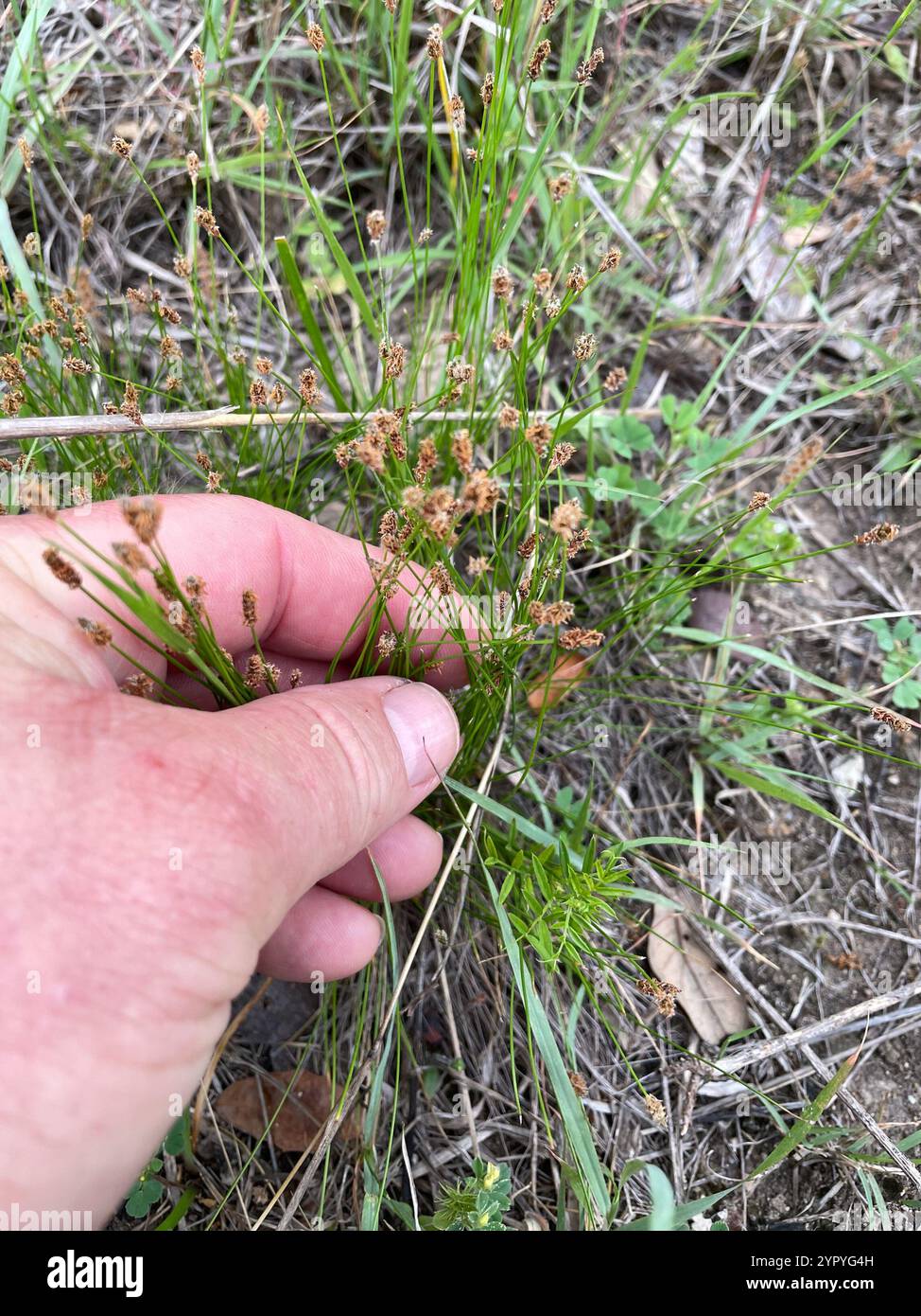 common spikerush (Eleocharis palustris Stock Photo - Alamy