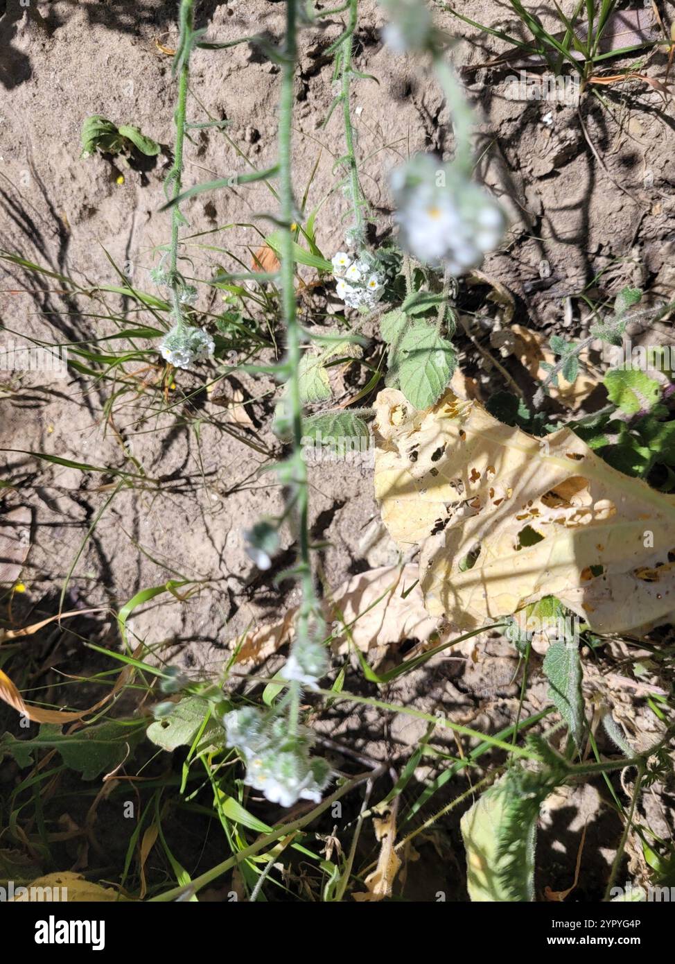Clearwater cryptantha (Cryptantha intermedia Stock Photo - Alamy