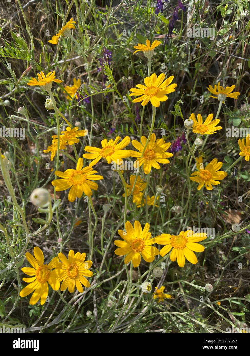 common woolly sunflower (Eriophyllum lanatum Stock Photo - Alamy