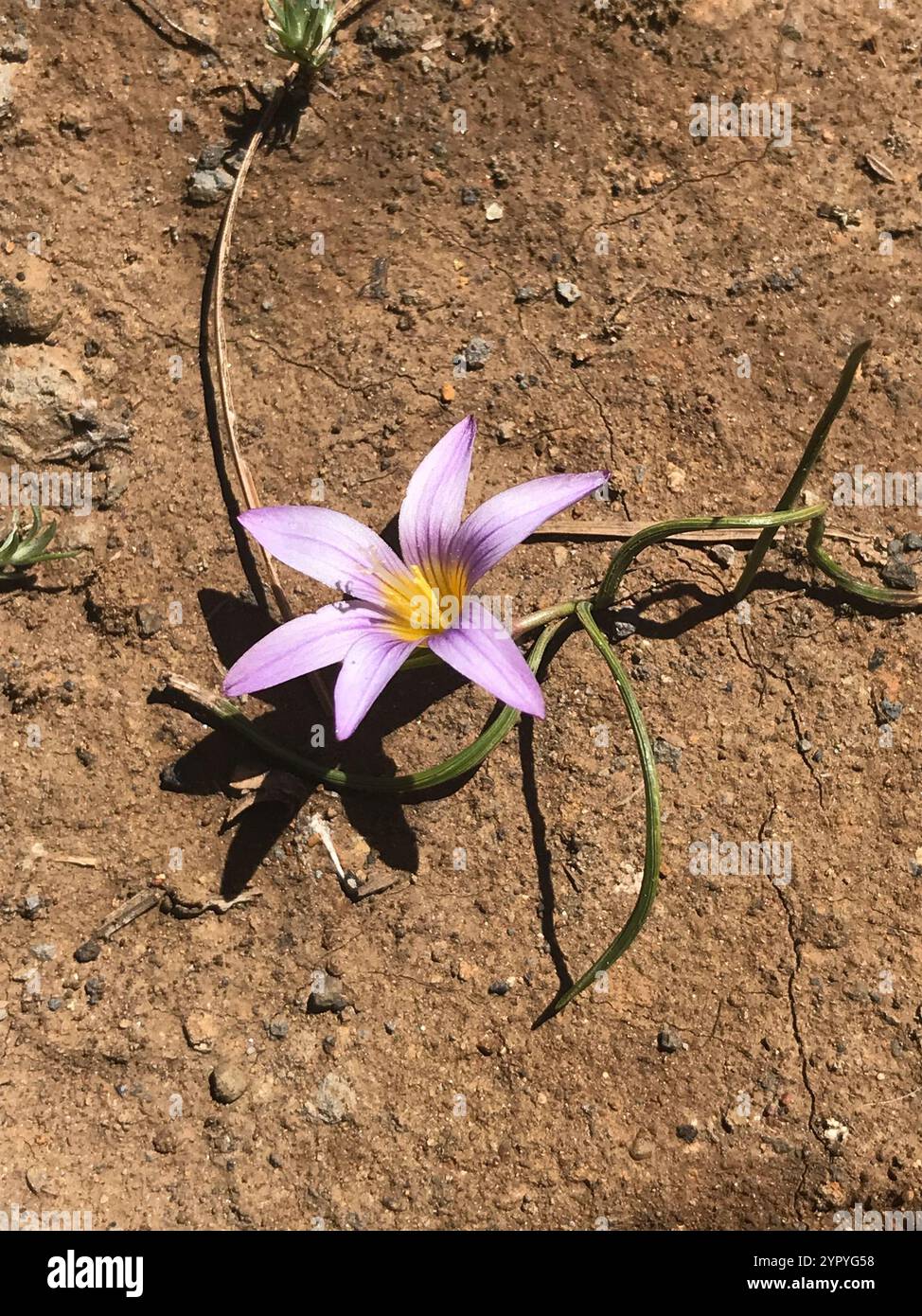 (Romulea columnae grandiscapa Stock Photo - Alamy