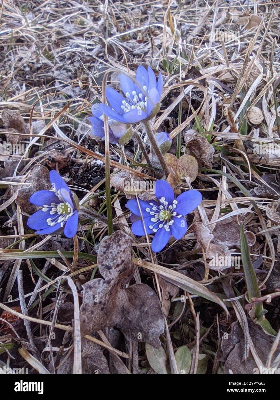 Liverleaf (Hepatica nobilis Stock Photo - Alamy