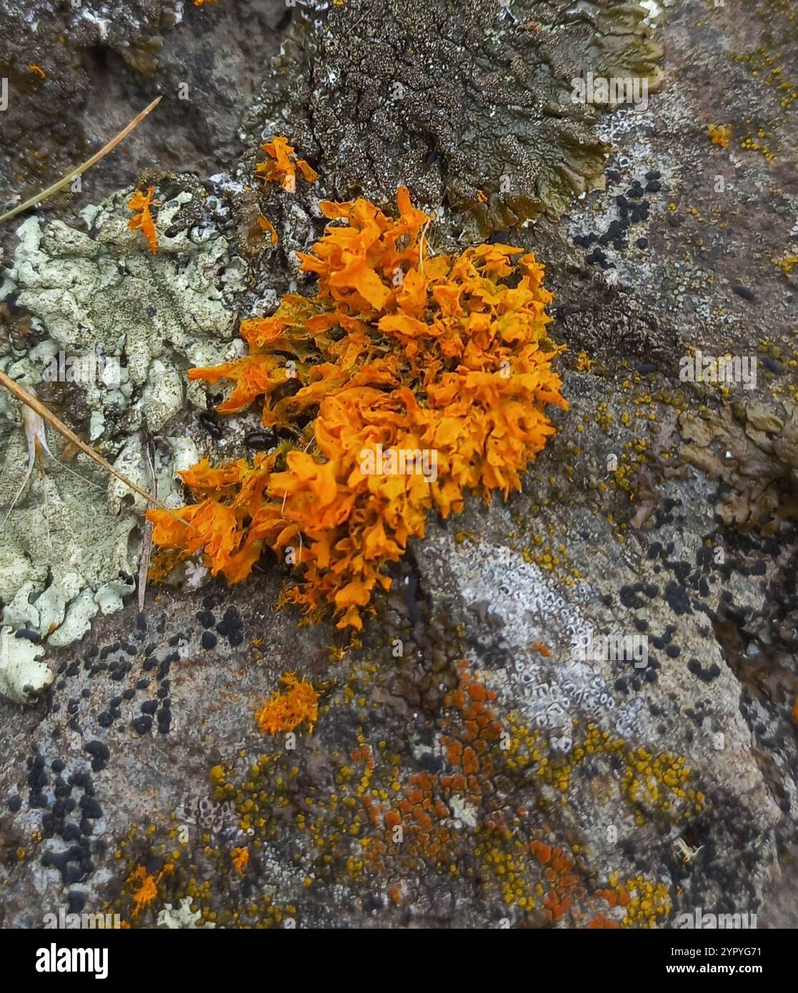 Velifer hi-res stock photography and images - Alamy