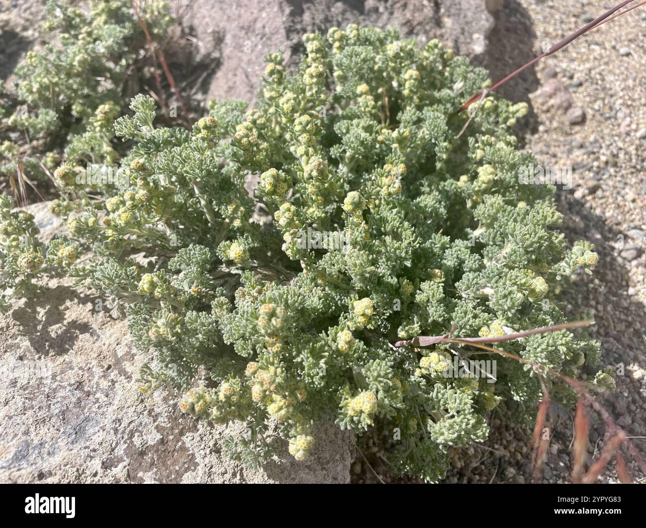 Bud Sagebrush (Artemisia spinescens Stock Photo - Alamy