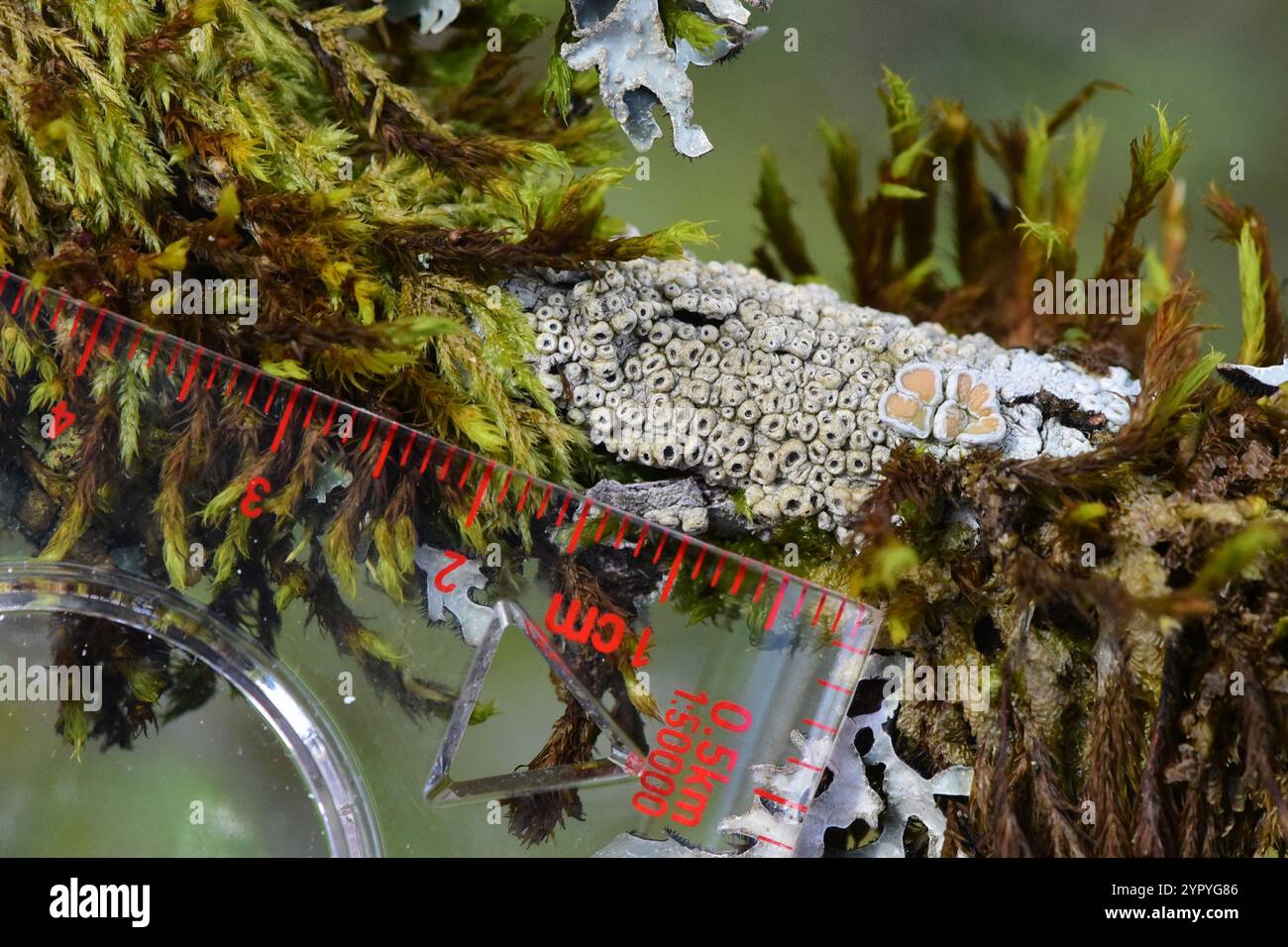 Barnacle lichens hi-res stock photography and images - Alamy