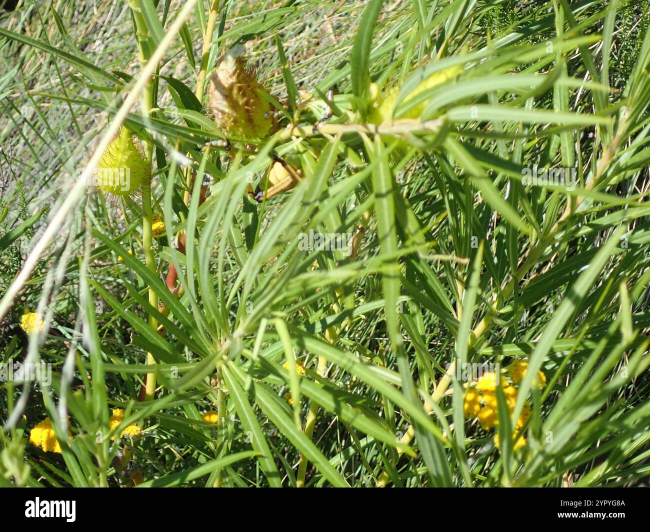 Narrow-leaf Cotton Bush (Gomphocarpus fruticosus Stock Photo - Alamy