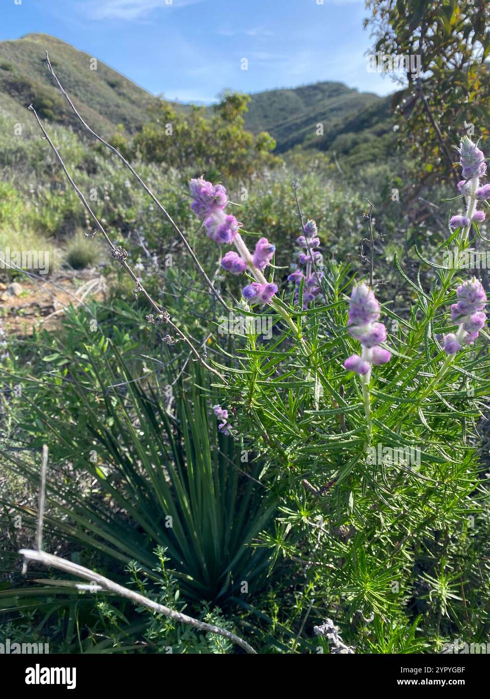 woolly bluecurls (Trichostema lanatum Stock Photo - Alamy