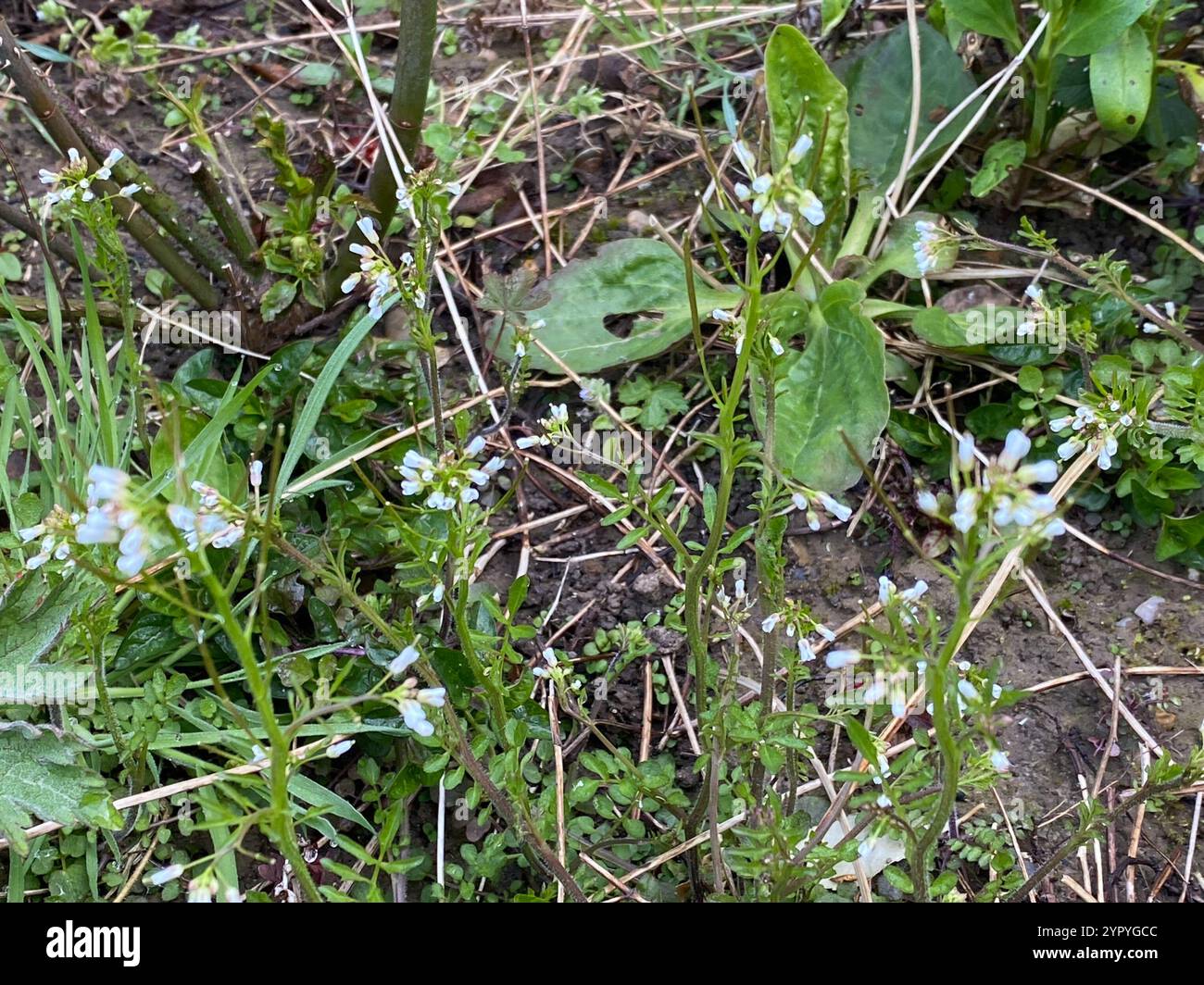 hairy bittercress (Cardamine hirsuta Stock Photo - Alamy