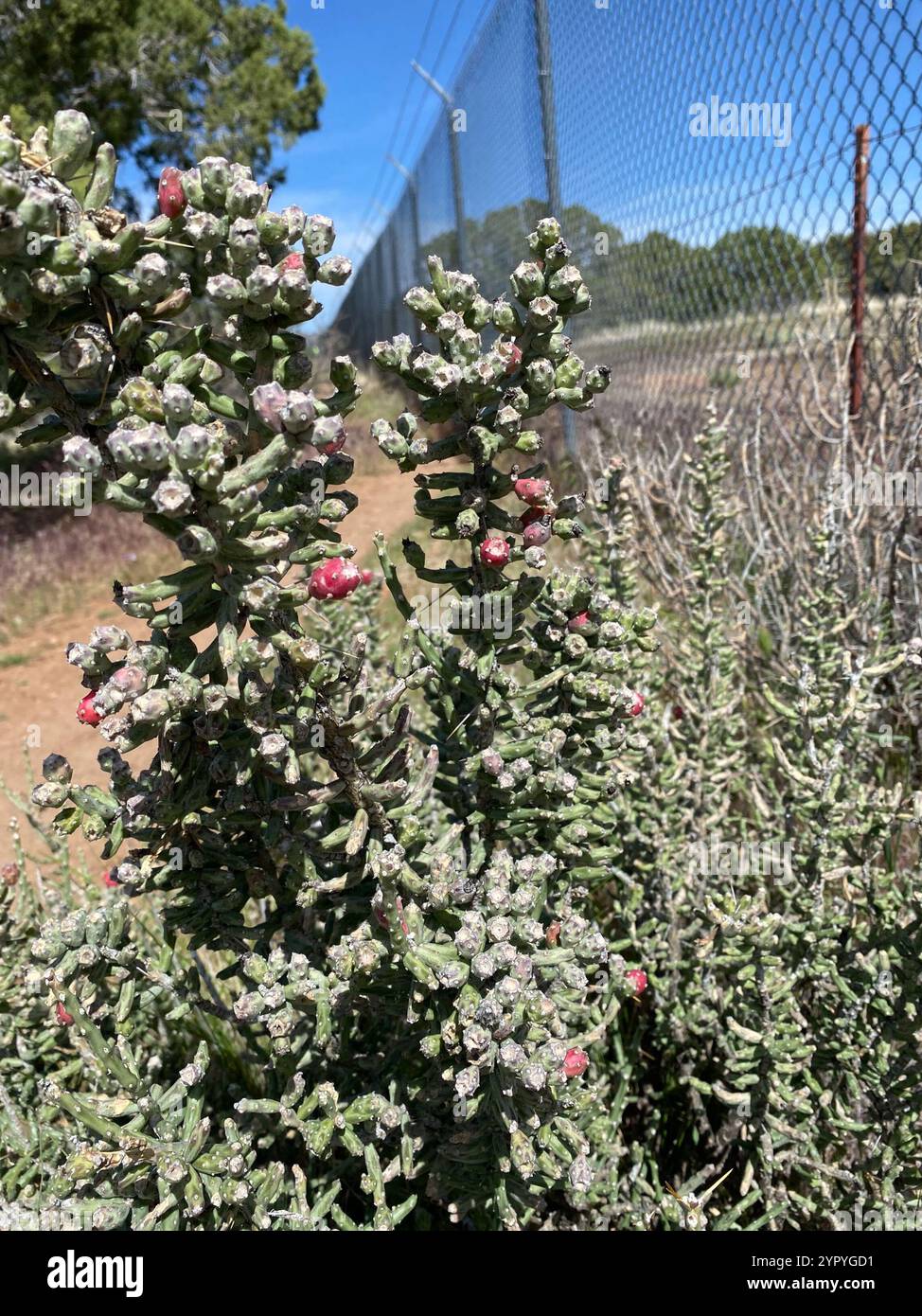 Christmas cholla (Cylindropuntia leptocaulis Stock Photo - Alamy