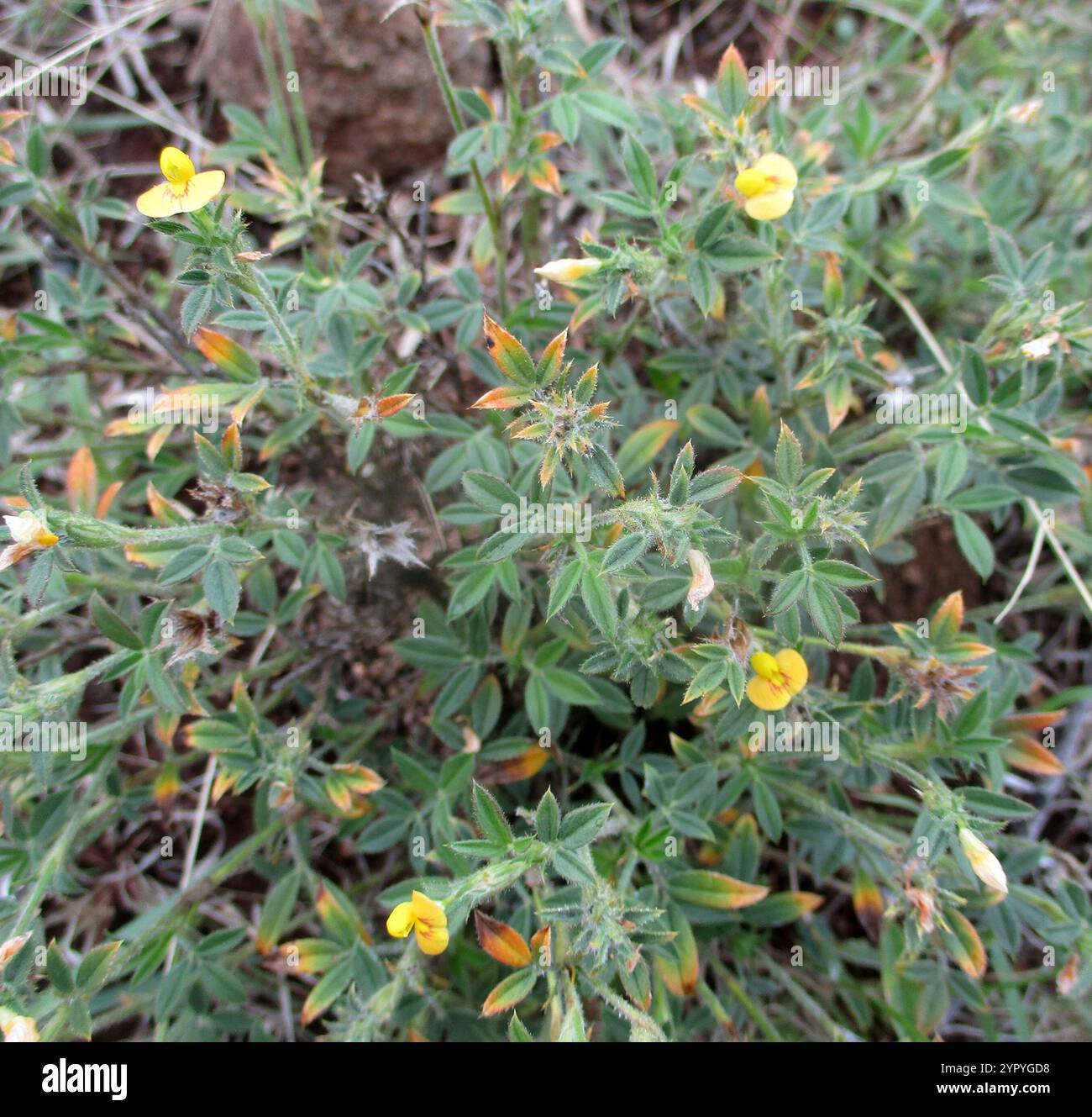 Wild Lucerne (Stylosanthes fruticosa Stock Photo - Alamy